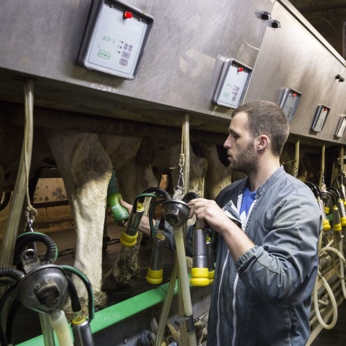Production & transformation du lait - La Vache Charentaise