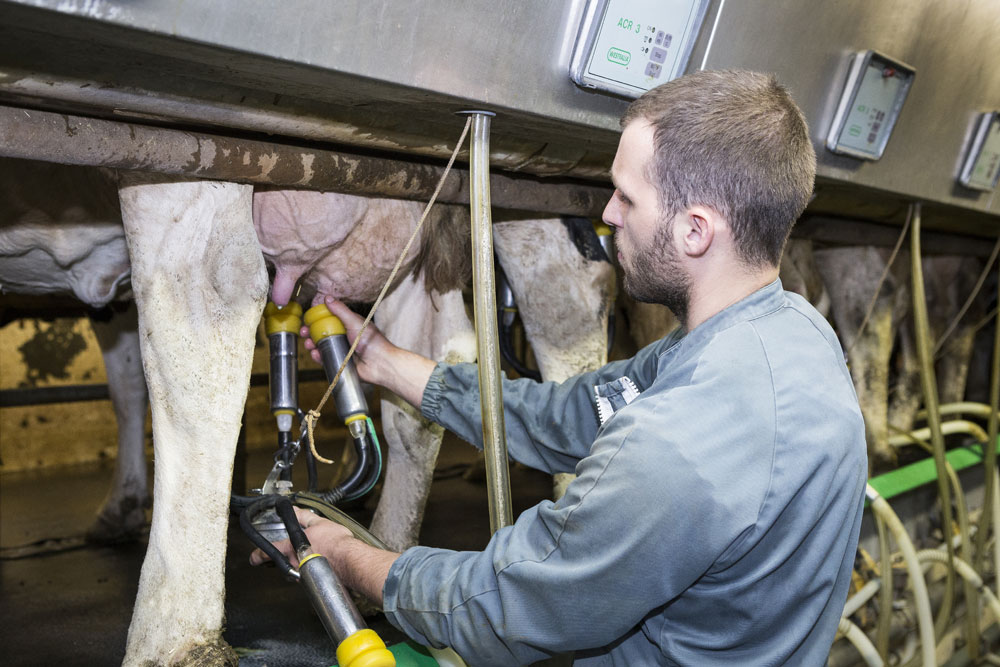 Production & transformation du lait - La Vache Charentaise
