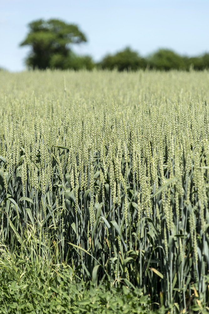 Culture de céréales - La Vache Charentaise