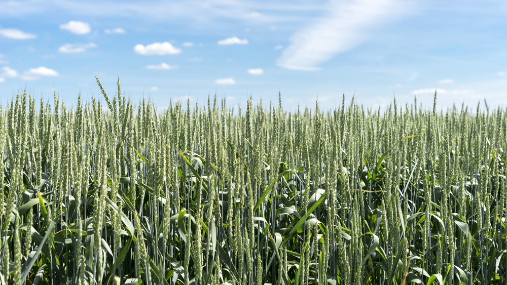 Les activités de la ferme - La Vache Charentaise