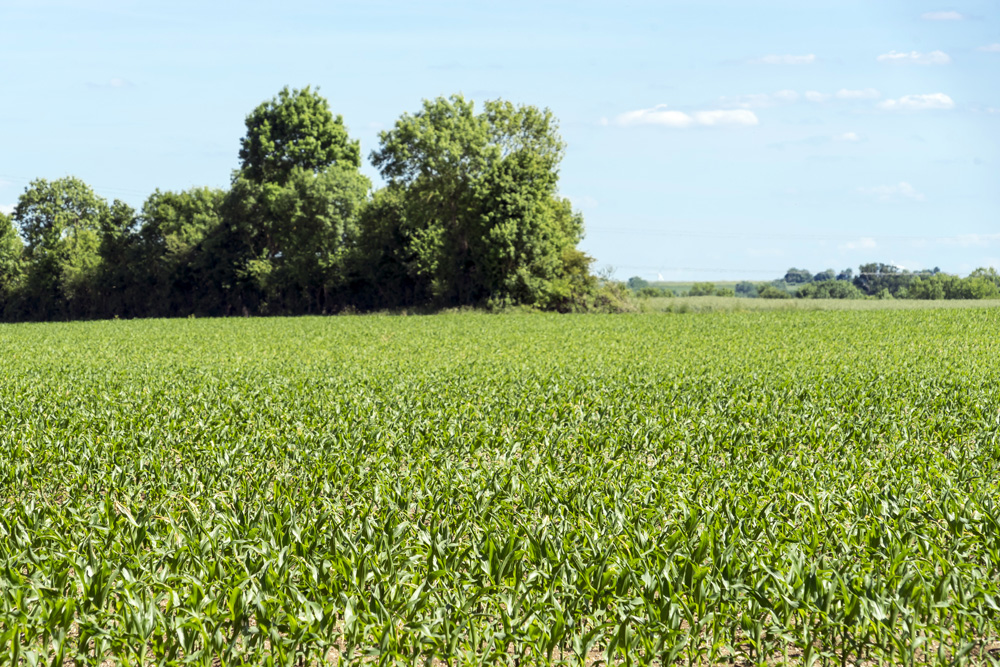 Culture de céréales - La Vache Charentaise