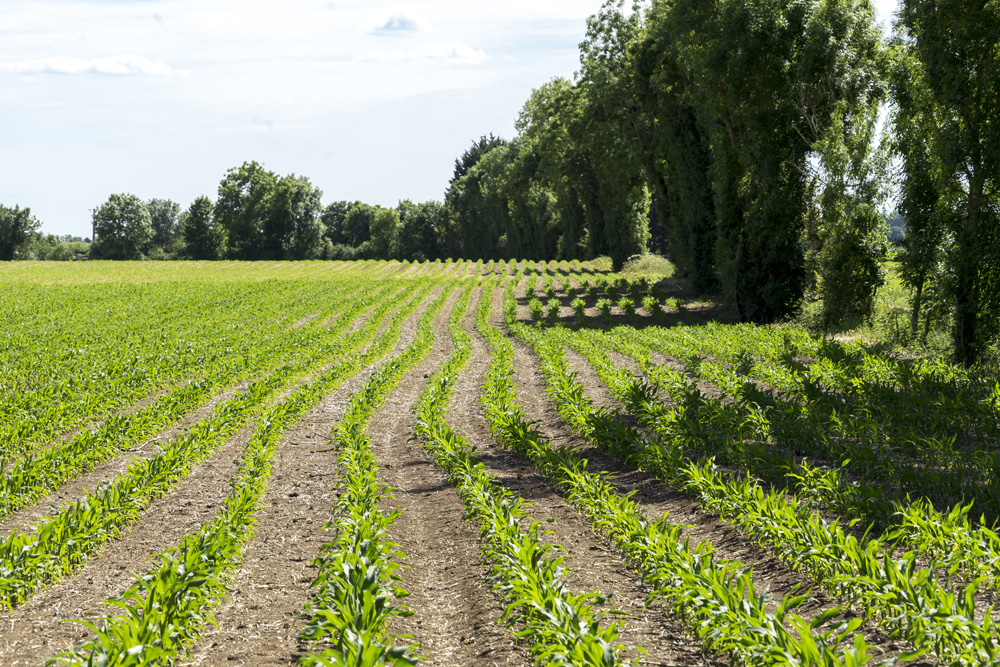 Culture de céréales - La Vache Charentaise