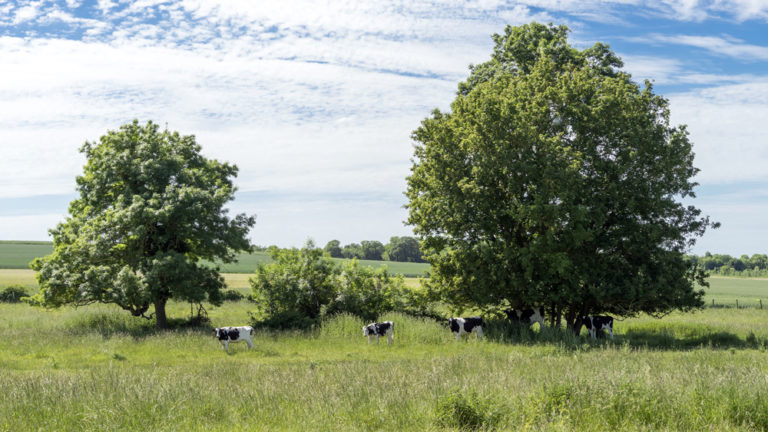 Production & transformation du lait - La Vache Charentaise