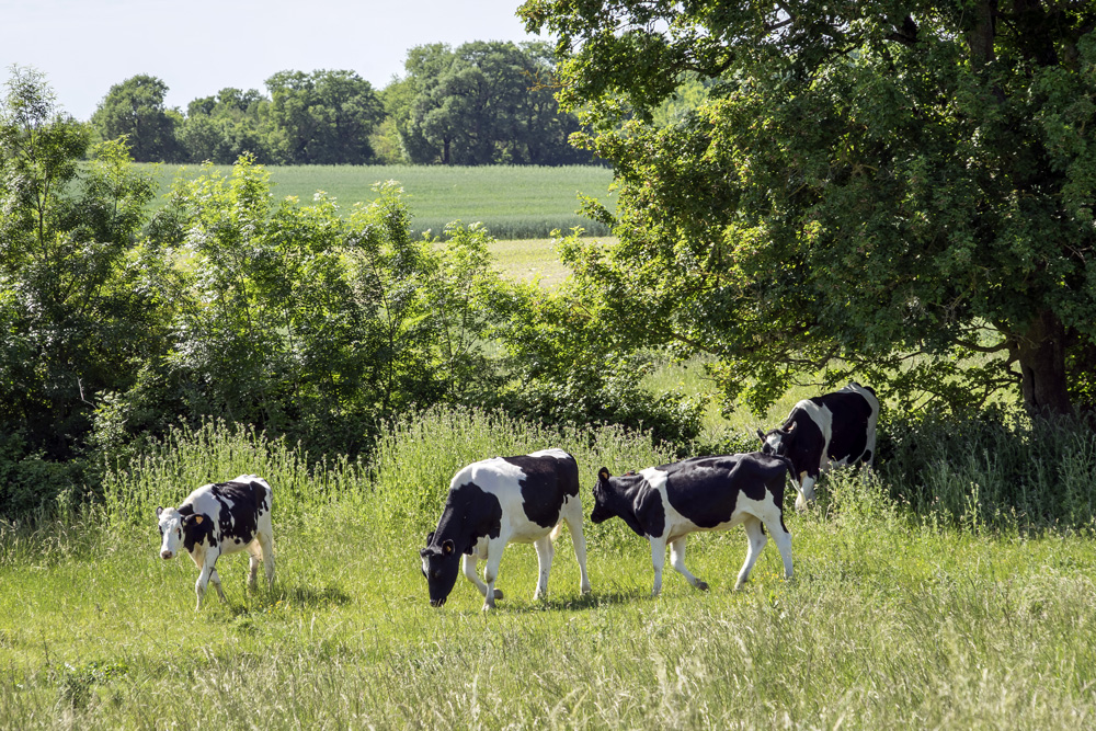 Production & transformation du lait - La Vache Charentaise