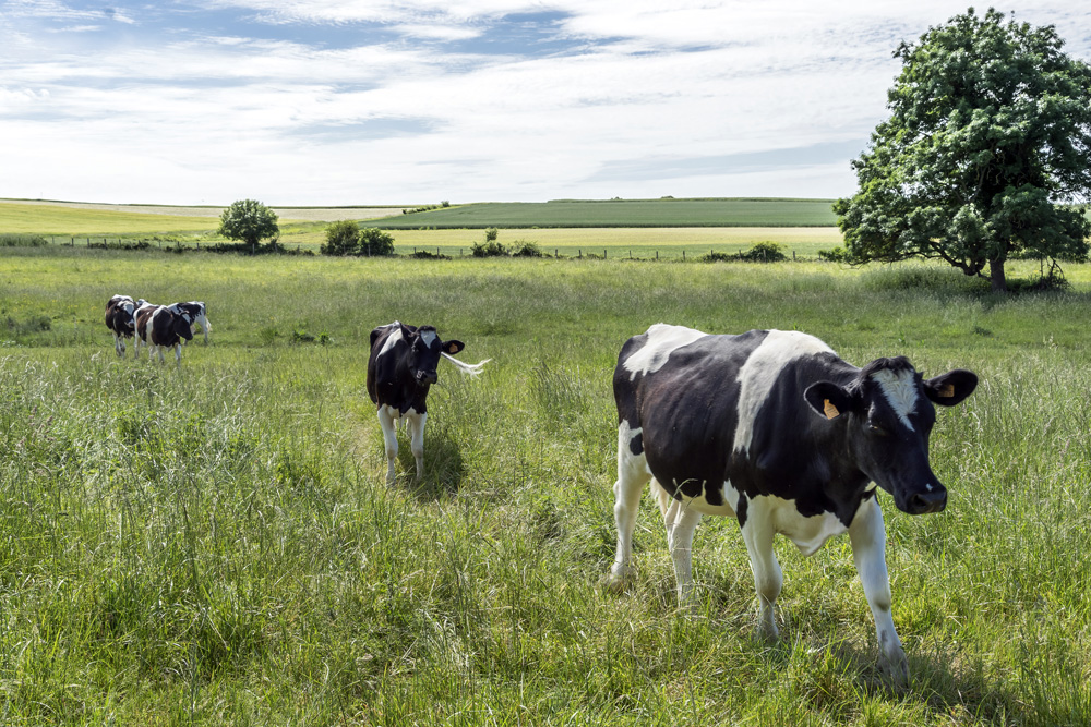 Production & transformation du lait - La Vache Charentaise