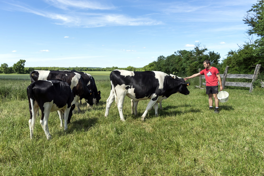 Production & transformation du lait - La Vache Charentaise
