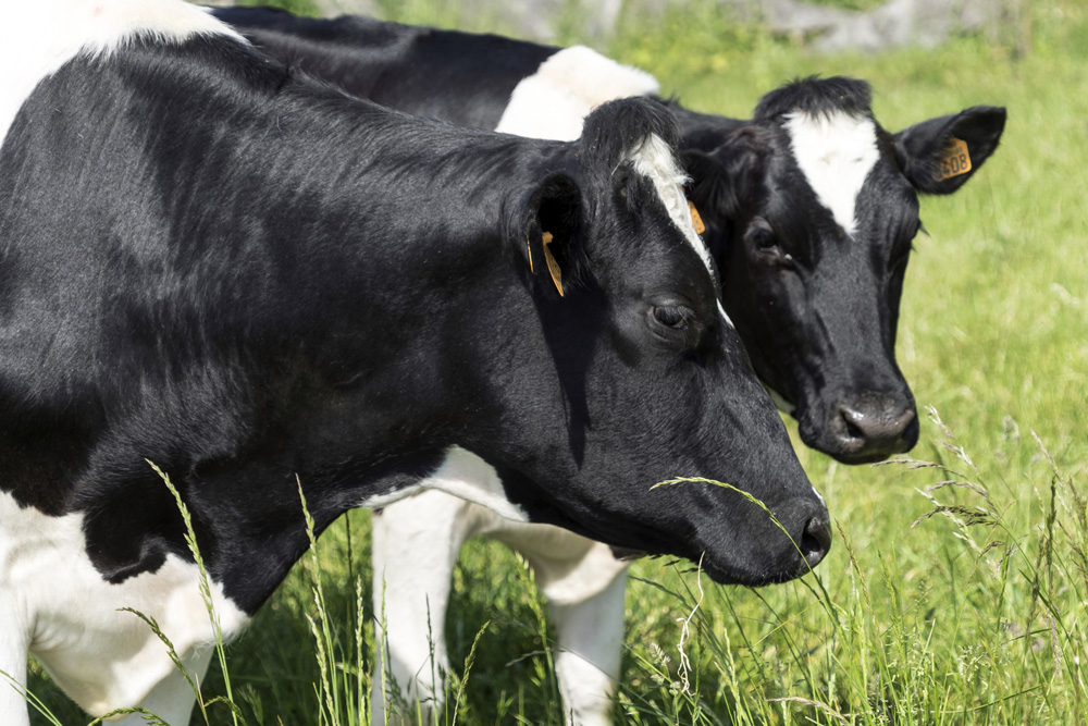 Production & transformation du lait - La Vache Charentaise