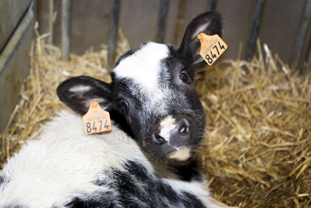 Production & transformation du lait - La Vache Charentaise