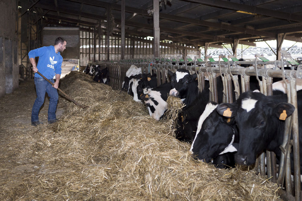 Production & transformation du lait - La Vache Charentaise