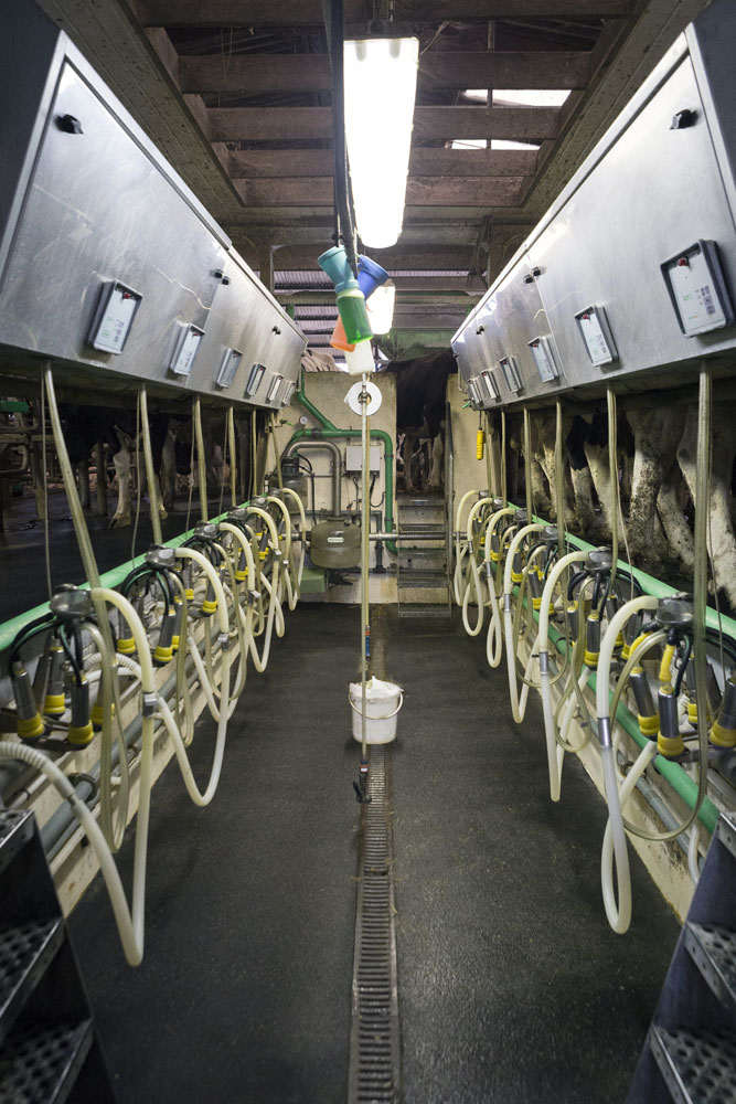 Production & transformation du lait - La Vache Charentaise