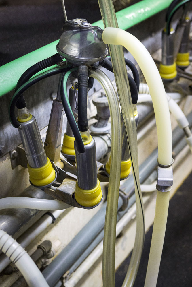 Production & transformation du lait - La Vache Charentaise