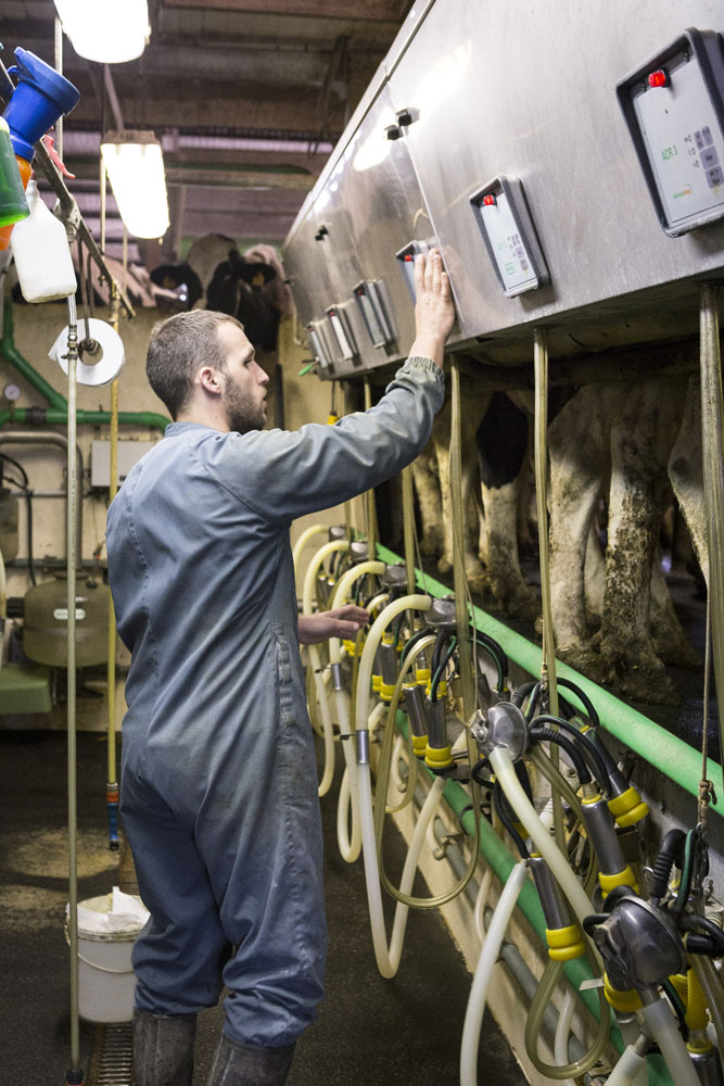 Production & transformation du lait - La Vache Charentaise