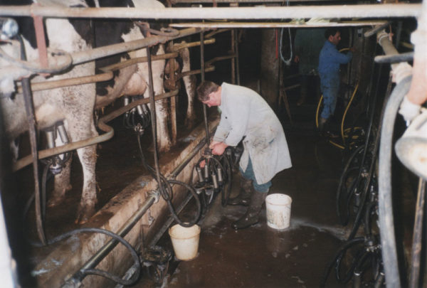 L'histoire de La Vache Charentaise - La Vache Charentaise