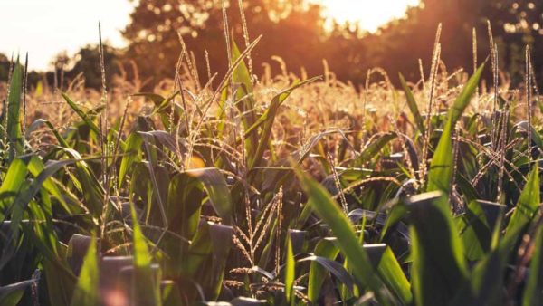 Nous contacter - La Vache Charentaise